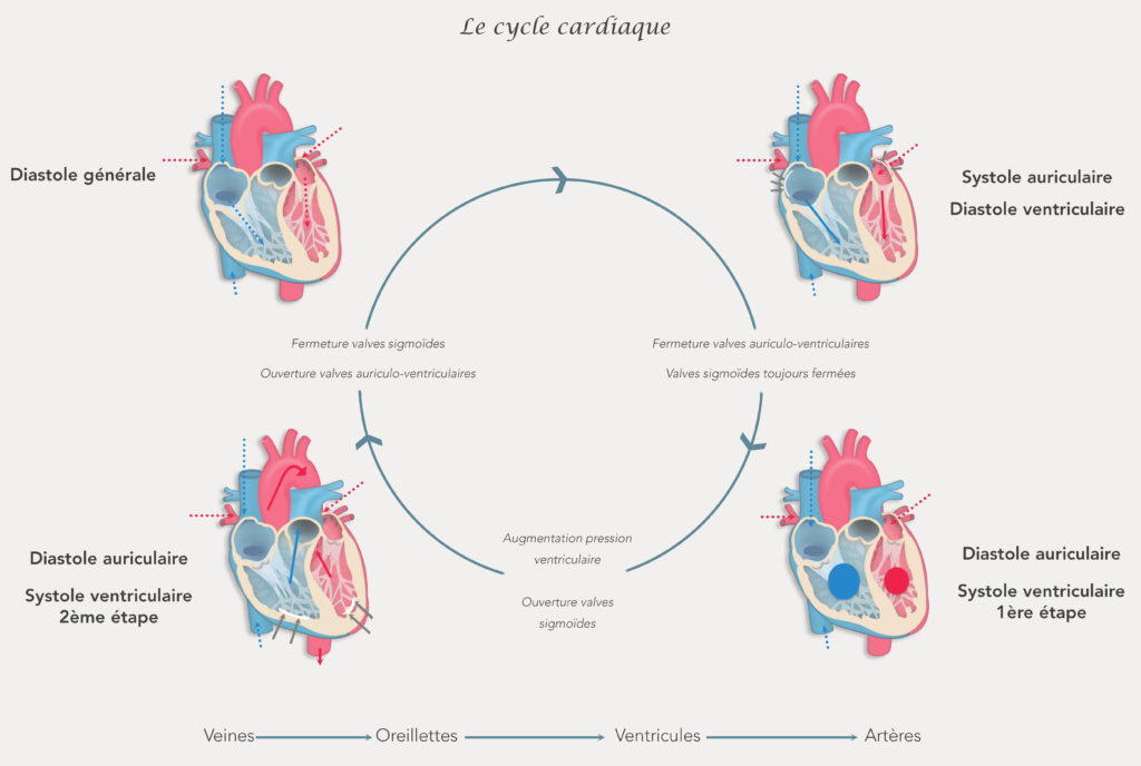 Le cœur : morphologie et fonctionnement - Fantabio