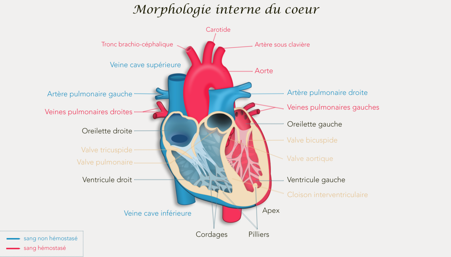 Le cœur : morphologie et fonctionnement - Fantabio