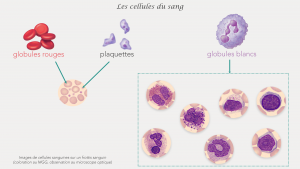 Les groupes sanguins - Fantabio