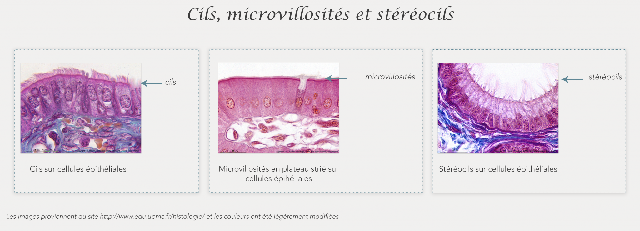 Les épithéliums - Fantabio